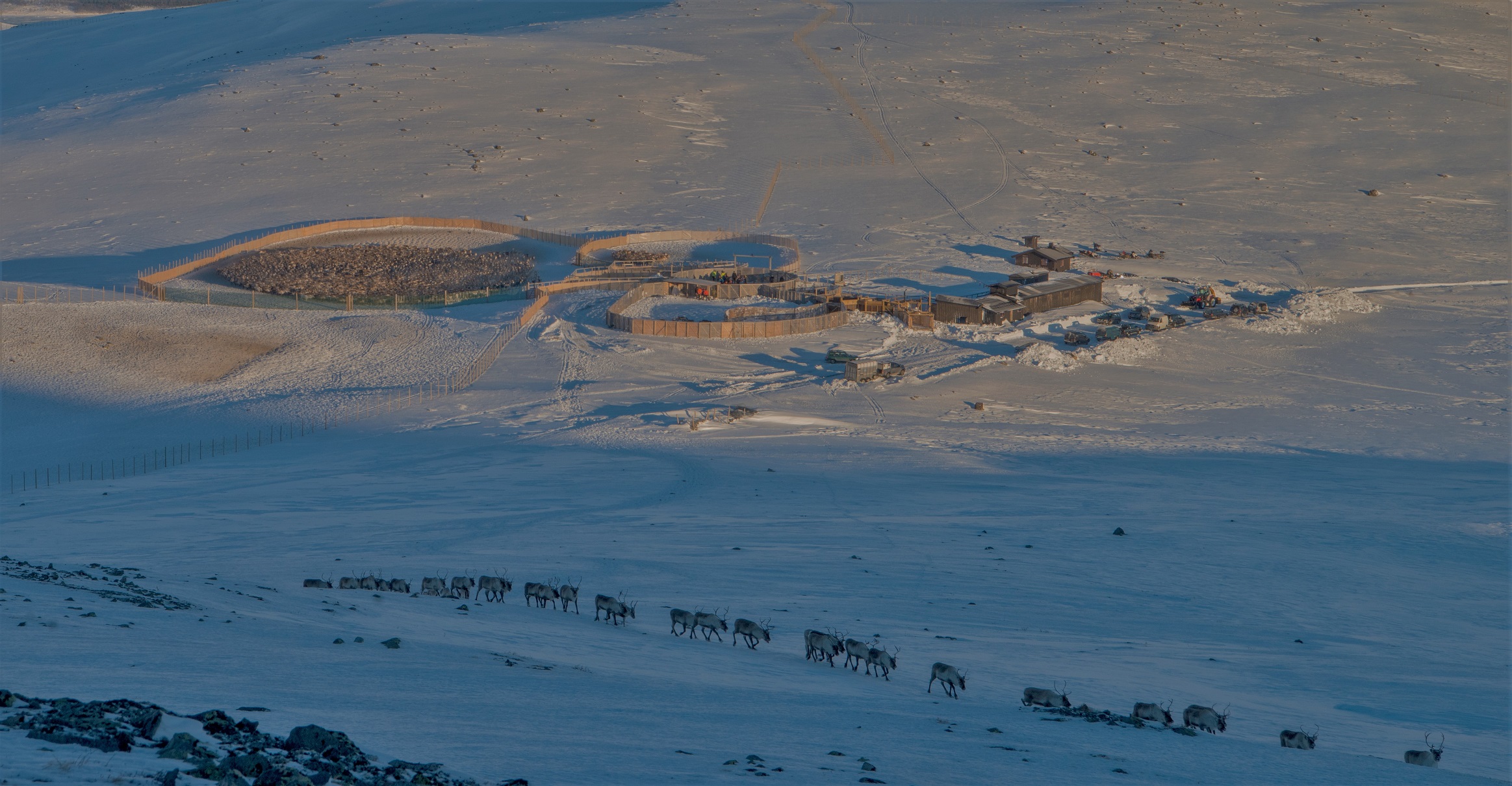 Ein uvanleg vinter - Snart 100 år med tamrein i Lom